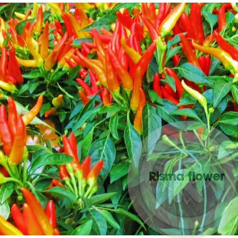 Jual Tanaman pohon cabe rawit merah ( cabe rawit setan super / sudah ...