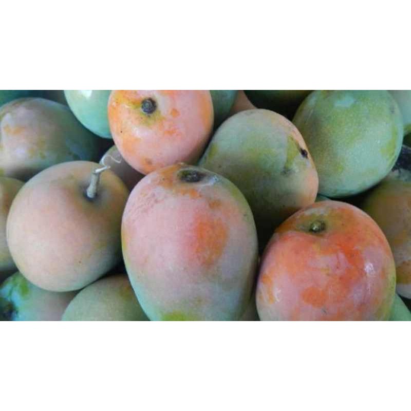 Jual Tanaman Mangga Gedong Gincu | Shopee Indonesia