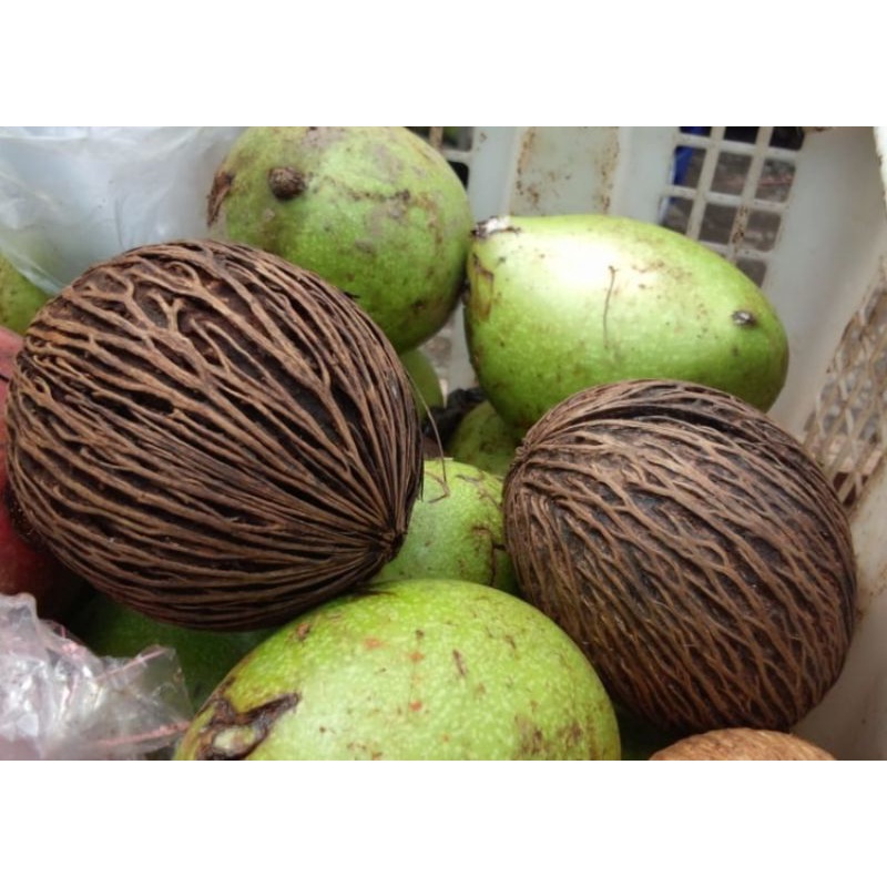 Jual Buah Pengusir Tikus Buah Bintaro Buah Simpalak Minimal Pesan 6 Buah Shopee Indonesia