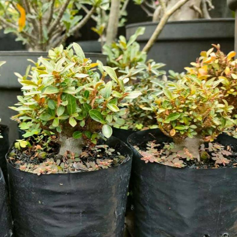 Jual ADENIUM ARABICUM / ADENIUM KARAKTER BONSAI | Shopee Indonesia