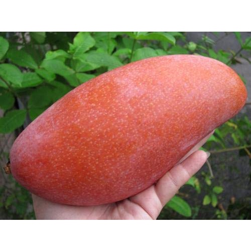Jual Bibit Mangga Red Ivory (1 METER RIMBUN BATANG BESAR) | Shopee ...