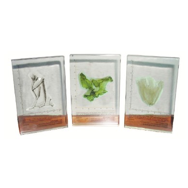 Jual Bioplastik Awetan Spesimen | Shopee Indonesia