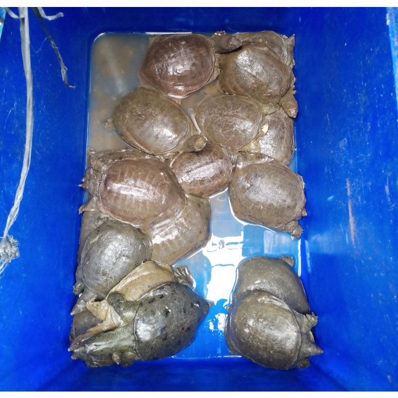 Jual Daging Pio/Labi - Labi Hidup Fresh | Shopee Indonesia