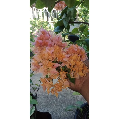 Jual Bougenville Hawai peach batang ORI dan sambung | Shopee Indonesia