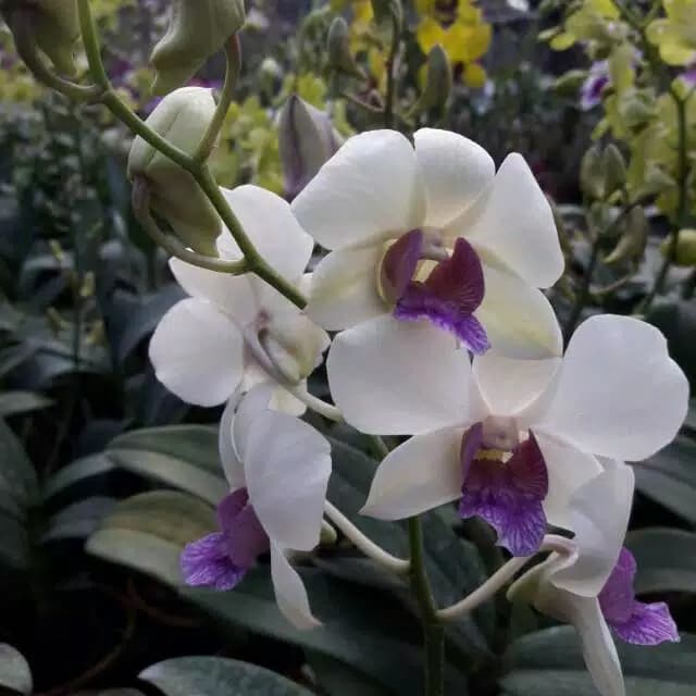 Jual Anggrek Dendrobium Purre Charming ,TAMAN ALAM ASRI | Shopee Indonesia