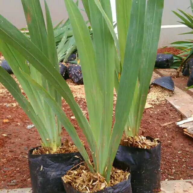 Jual Tanaman hias airis/bunga padi | Shopee Indonesia