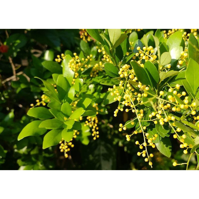 Jual Bunga pacar cina / pacar culan / kemuning cina / bhangear cina ...