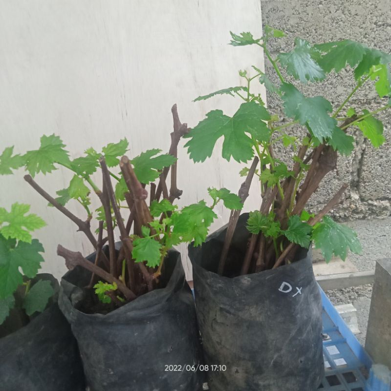 Jual Onroot anggur jenis Dixon trans Everest | Shopee Indonesia