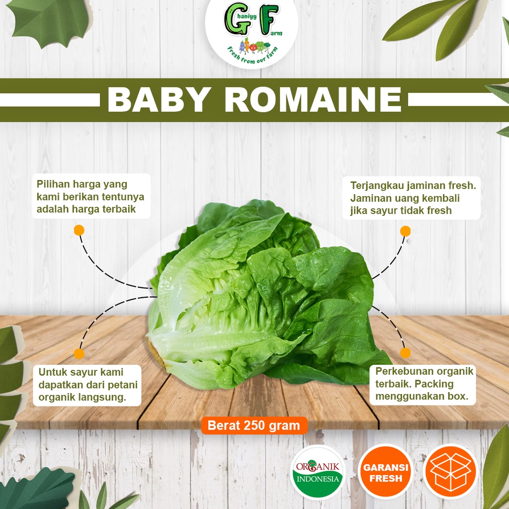 Jual Sayur Organik Lettuce Selada Romaine Sehat Murah Fresh Segar ...