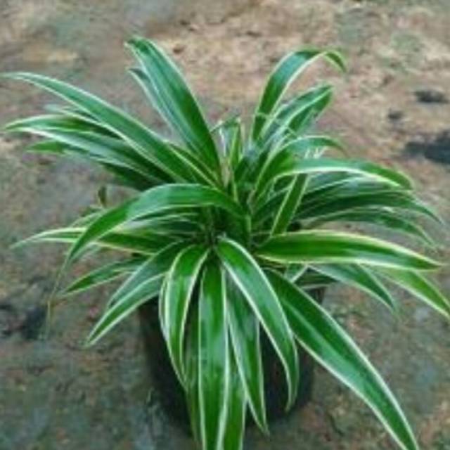 Jual Tanaman hias Lili paris umbi | Shopee Indonesia