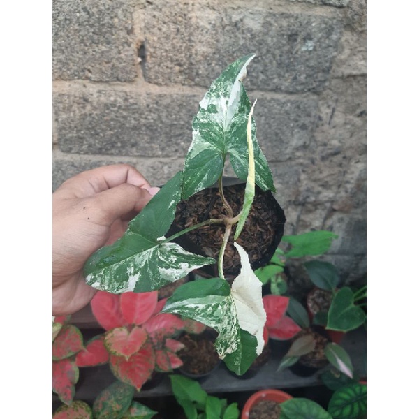 Jual syngonium albo varigata/syngonium varigata/tanaman hias | Shopee ...