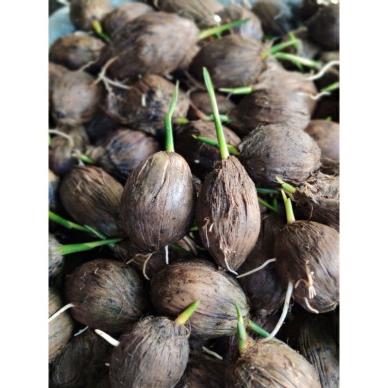 Jual BIBIT PINANG BERTUNAS 1 KG ISI BANYAK | Shopee Indonesia