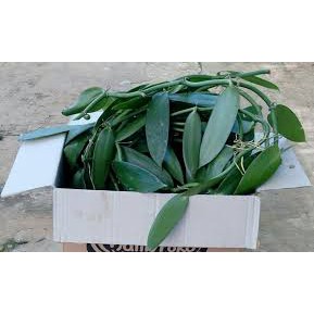 Jual BIBIT STEK VANILI 50 CM PANILI Jenis Planipolia Vanilla Unggul ...