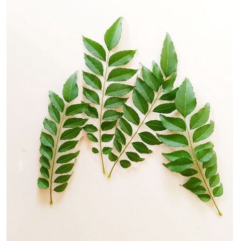 Jual DAUN KARI 50g SALAM KOJA DAUN TEMURUI CURRY LEAVES KOROBELEK ...