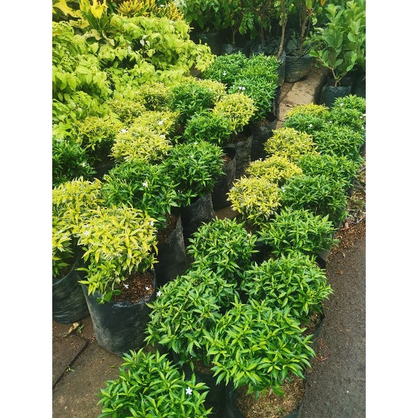 Jual Tanaman sabrina mini, rembusa mini, rembosa mini | Shopee Indonesia