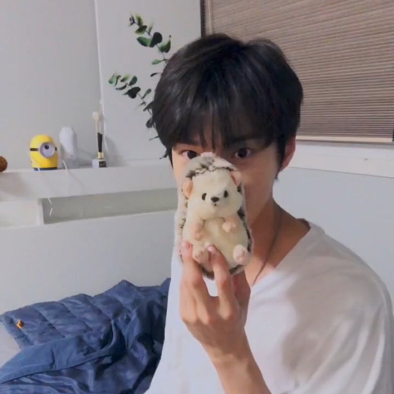 Jual BONEKA HEDGEHOG DOYOUNG DOCHI DOLL | Shopee Indonesia