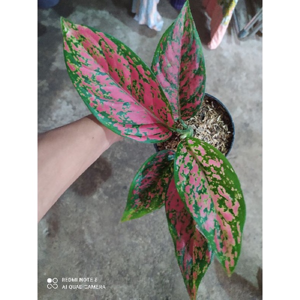 Jual Aglonema Murah Ruby Venus Jumbo ( Aglaonema Ruby Venus ) | Shopee Indonesia