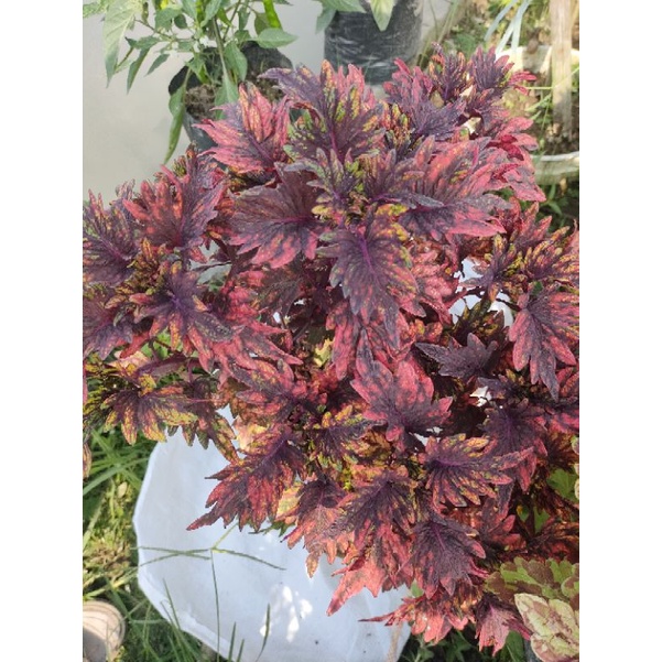 Jual Tanaman Hias Miana Jenis Cakar Garuda Tepi Daun Flame Api | Shopee ...
