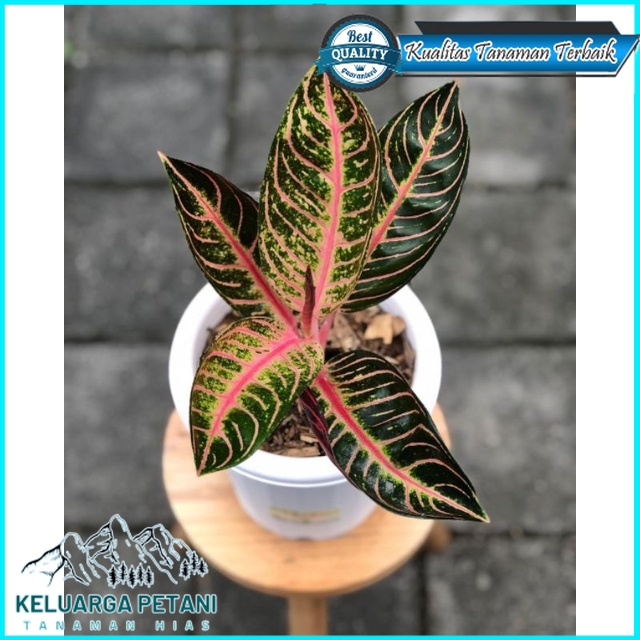 Jual tanaman hias - tanaman aglonema red sumatra - aglaonema red ...