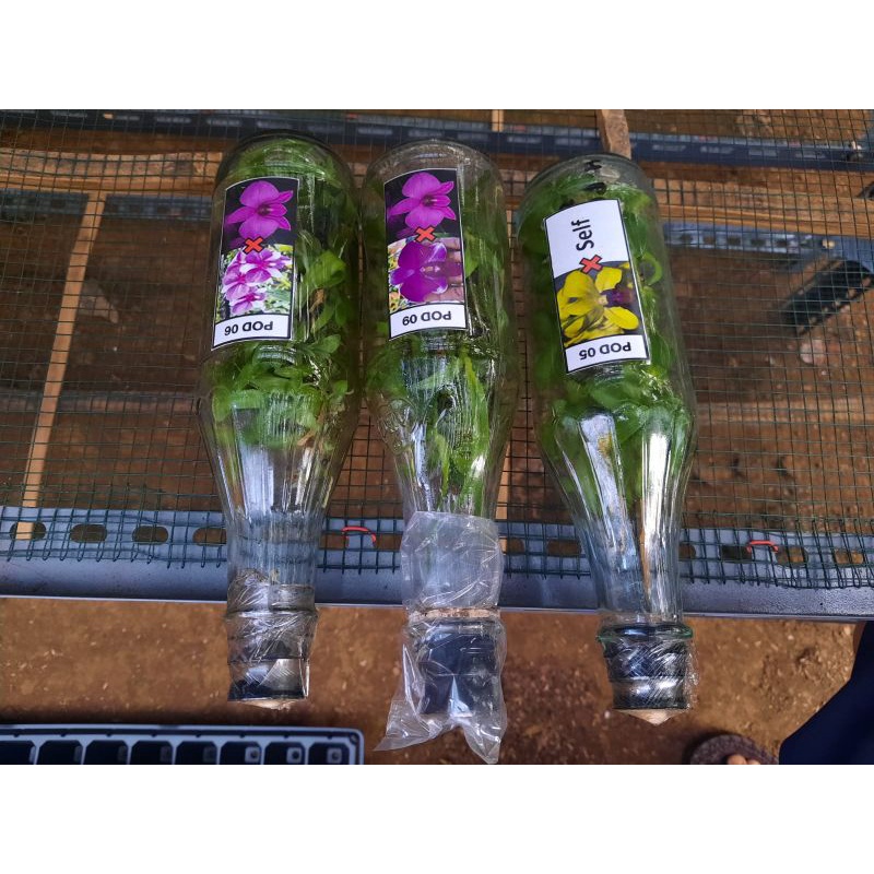 Jual paket Hemat 3 dendro botolan | Shopee Indonesia Jual paket Hemat 3 dendro botolan | Shopee Indonesia