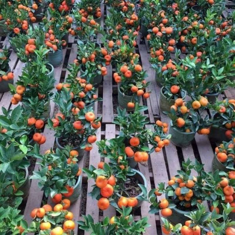 Jual Pohon Jeruk Santang Madu / Tanaman Jeruk Santang Madu / Benih Jeruk Santang Madu | Shopee ...