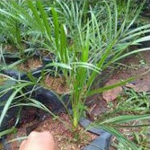 Jual pohon palm phoenik tanaman hias palm ponik | Shopee Indonesia