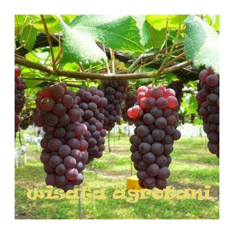 Jual Bibit Anggur Merah Jupiter Import Asli Stek WISATA AGROTANI ...
