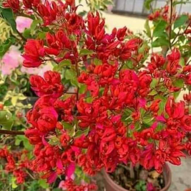 Jual Bogenfil anggur merah | Shopee Indonesia