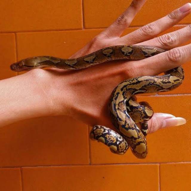 Jual Baby Retic Normal CB | Shopee Indonesia