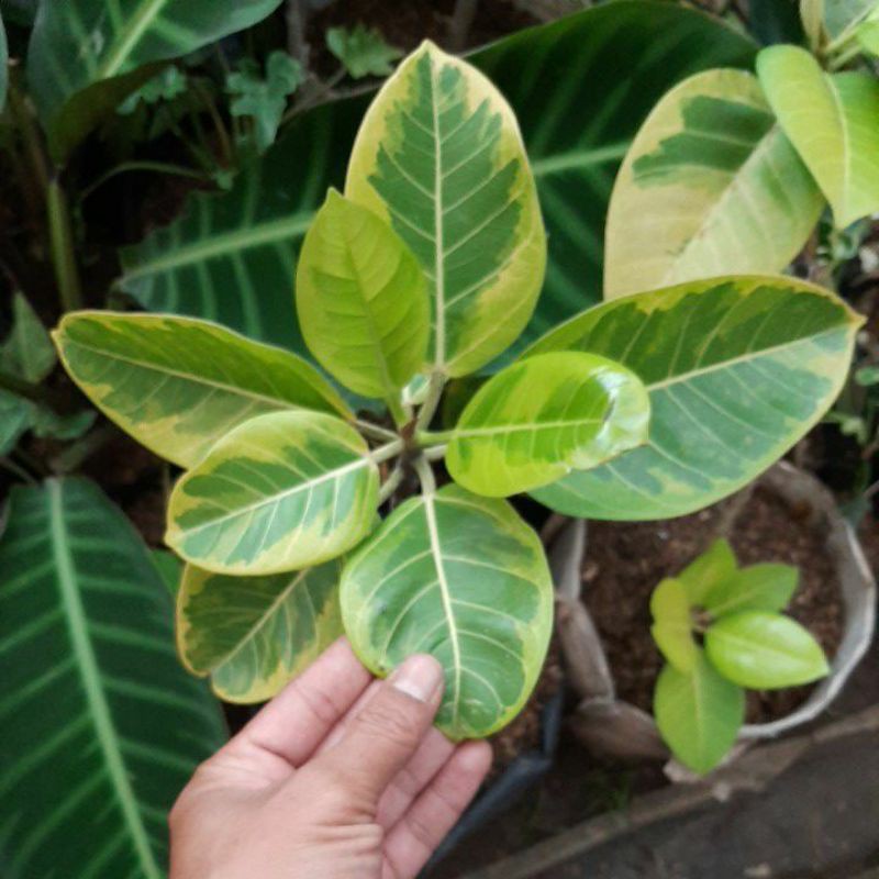 Jual tanaman hias karet kebo variegata | Shopee Indonesia