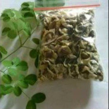 Jual 10 Biji Seed Bibit Biji Benih Daun Kelor Herbal Kaya Manfaat ...