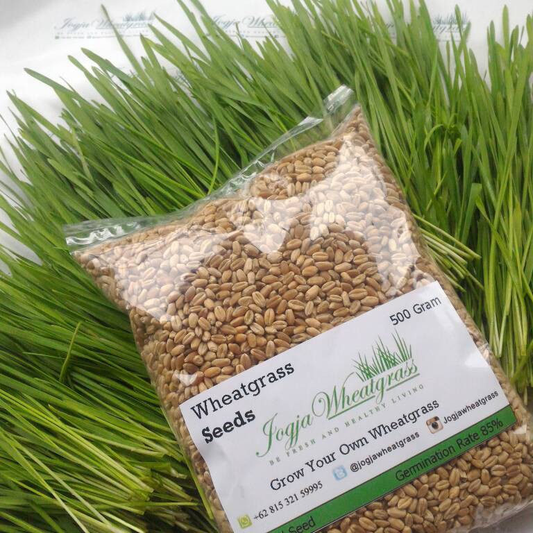 Jual Biji Gandum atau Rumput Gandum dan Bibit Wheatgrass | Shopee Indonesia