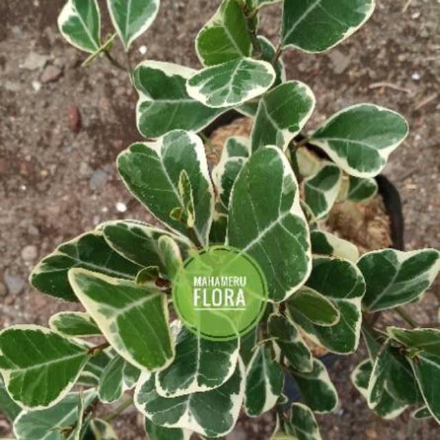 Jual Tanaman Ficus Triangularis Variegata | Shopee Indonesia