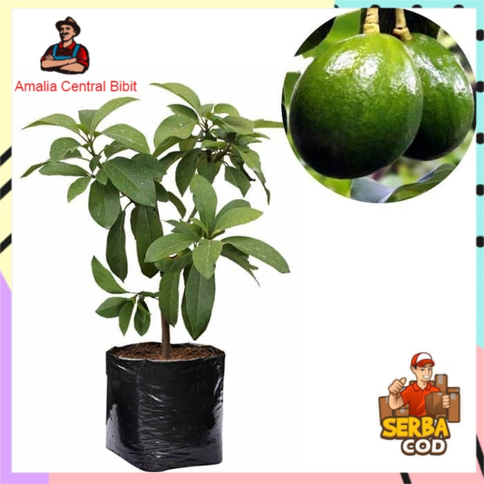 Jual Bibit Alpukat Markus Jumbo Full Media | Shopee Indonesia