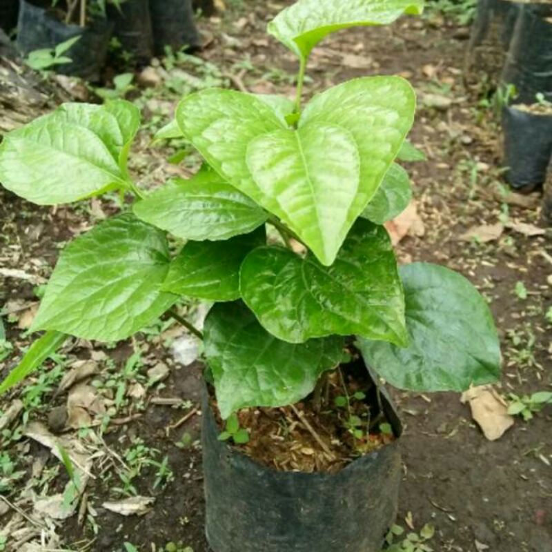 Jual Bibit Tanaman Herbal Daun Sirih Hijau Sirih Ijo Daun Suruh Bibit ...