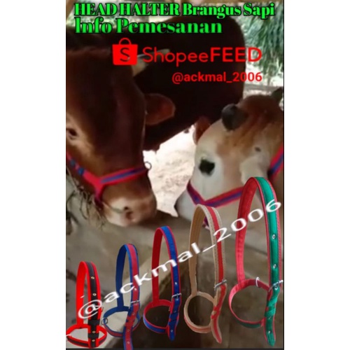 Jual Head Halter Brangus/brangos sapi atau ikat kepala sapi/Head Halter COD | Shopee Indonesia