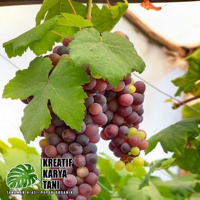 Jual BISA COD Tanaman anggur jupiter - Tanaman pohon anggur jupiter ...