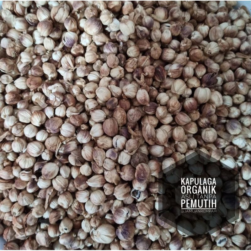 Jual Kapulaga Putih / Kapulaga Jawa / Kapol / White Cardamom | Shopee ...