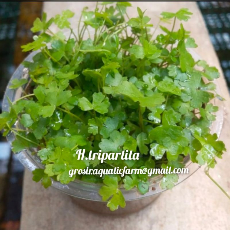 Jual hidrocotyle Tripatra media cup-tanaman aquascape hiasan aquarium ...