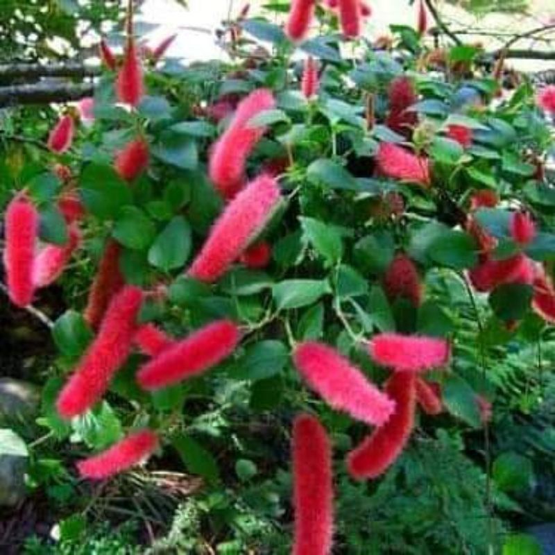 Jual tanaman bunga ekor kucing gantung | Shopee Indonesia
