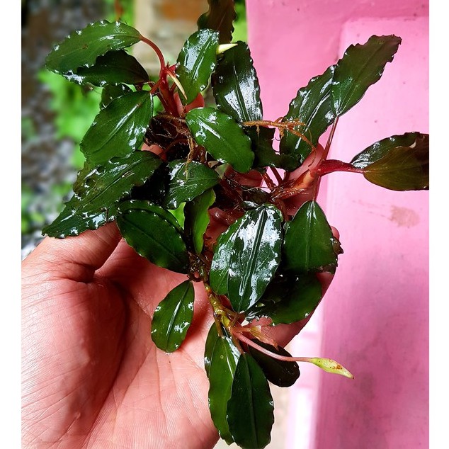 Jual Bucephalandra Theia Medium - Tanaman Aquascape | Shopee Indonesia