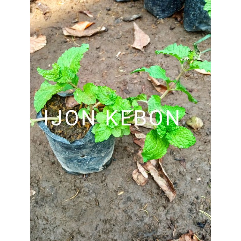 Jual bibit tanaman daun mint asli jenis spearmint herbal alami kaya ...