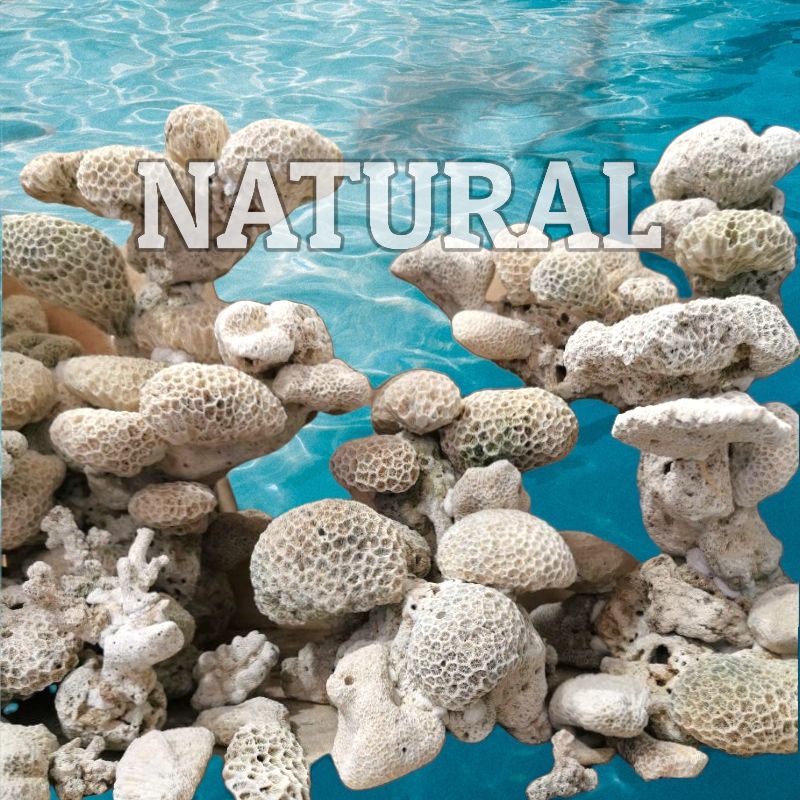 Jual BATU KARANG LAUT / KARANG METEOR NATURAL ALAM HIASAN AQUARIUM 1 KG ...