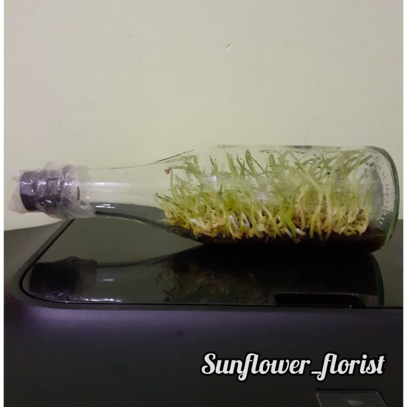 Jual Bibit Anggrek Grammatophyllum Botol | Shopee Indonesia