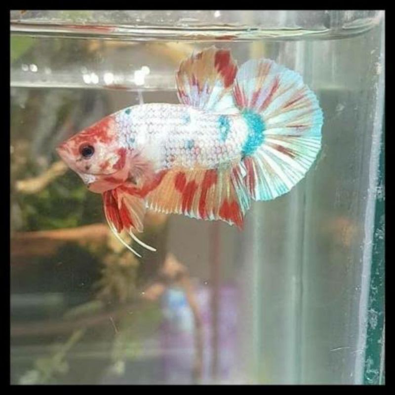 Jual Nemo Copper | Shopee Indonesia