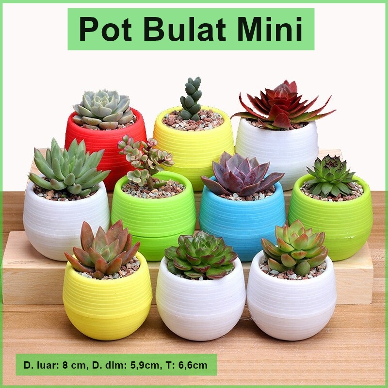 Jual Pot Bulat Mini Self Watering / Pot Telur / Pot Sukulen / Pot ...