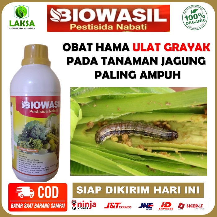 Jual Pestisida Biowasil 500 Ml Obat Pembasmi Ulat Grayak Jagung Paling Ampuh - Obat Hama Jagung ...