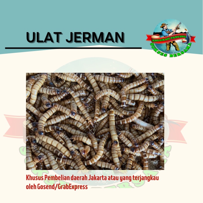 Jual Ulat Jerman Hidup | Shopee Indonesia