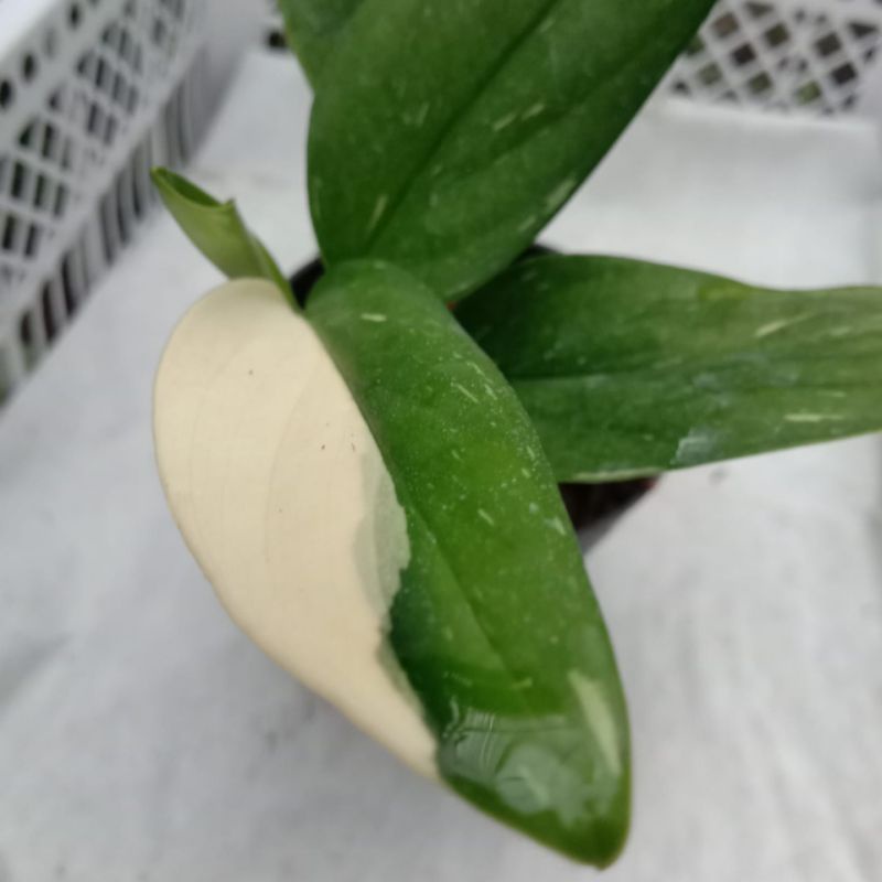 Jual Monstera Standleyana Variegata Putih | Shopee Indonesia