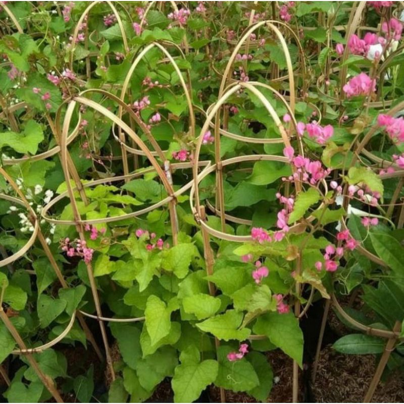 Jual Pohon Airmata Pengantin Bunga Pink Tanaman Rambat Pohon Bunga Air ...